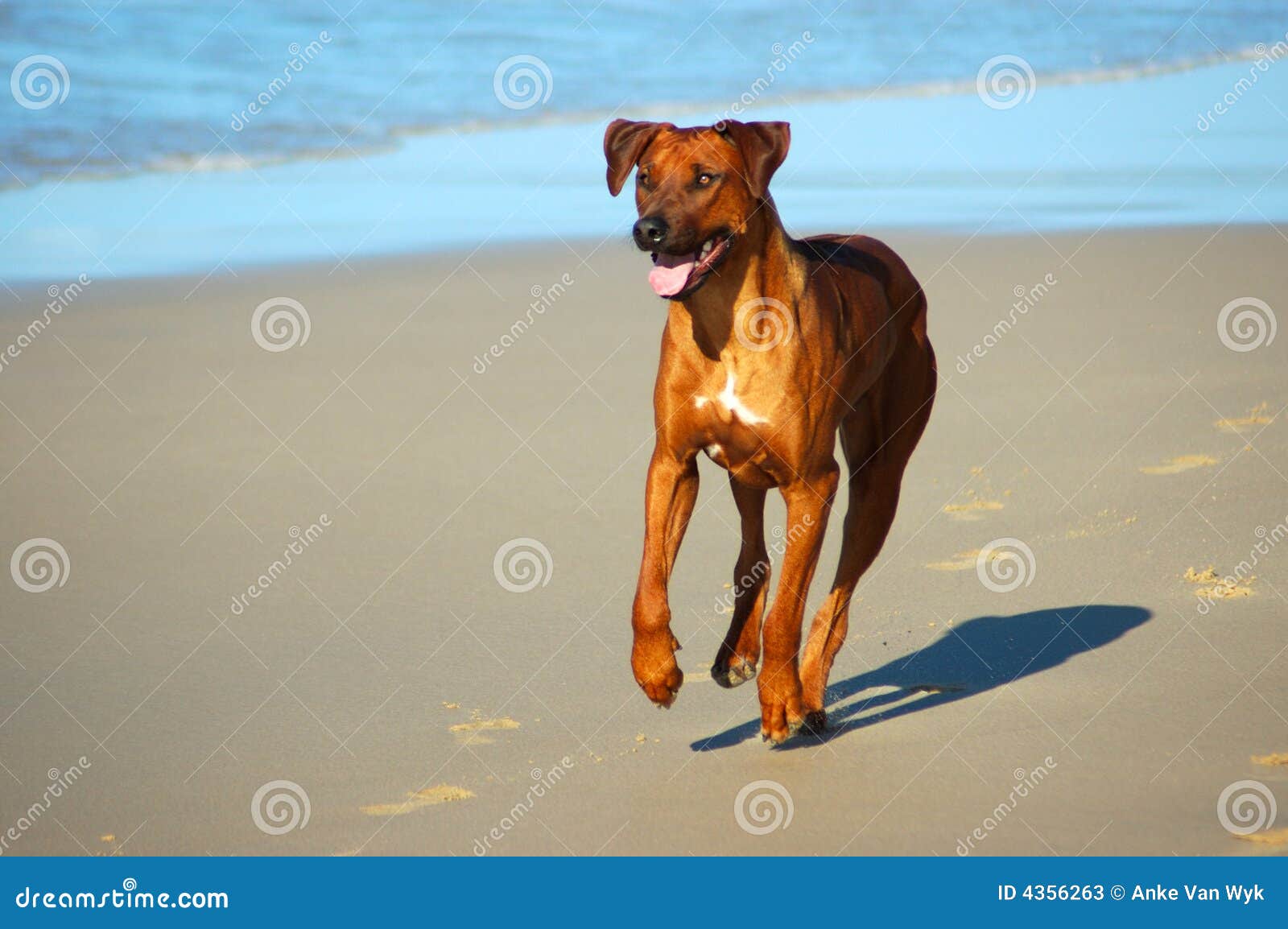 Alert dog stock image. Image of doggy, brown, enjoy, enjoying - 4356263