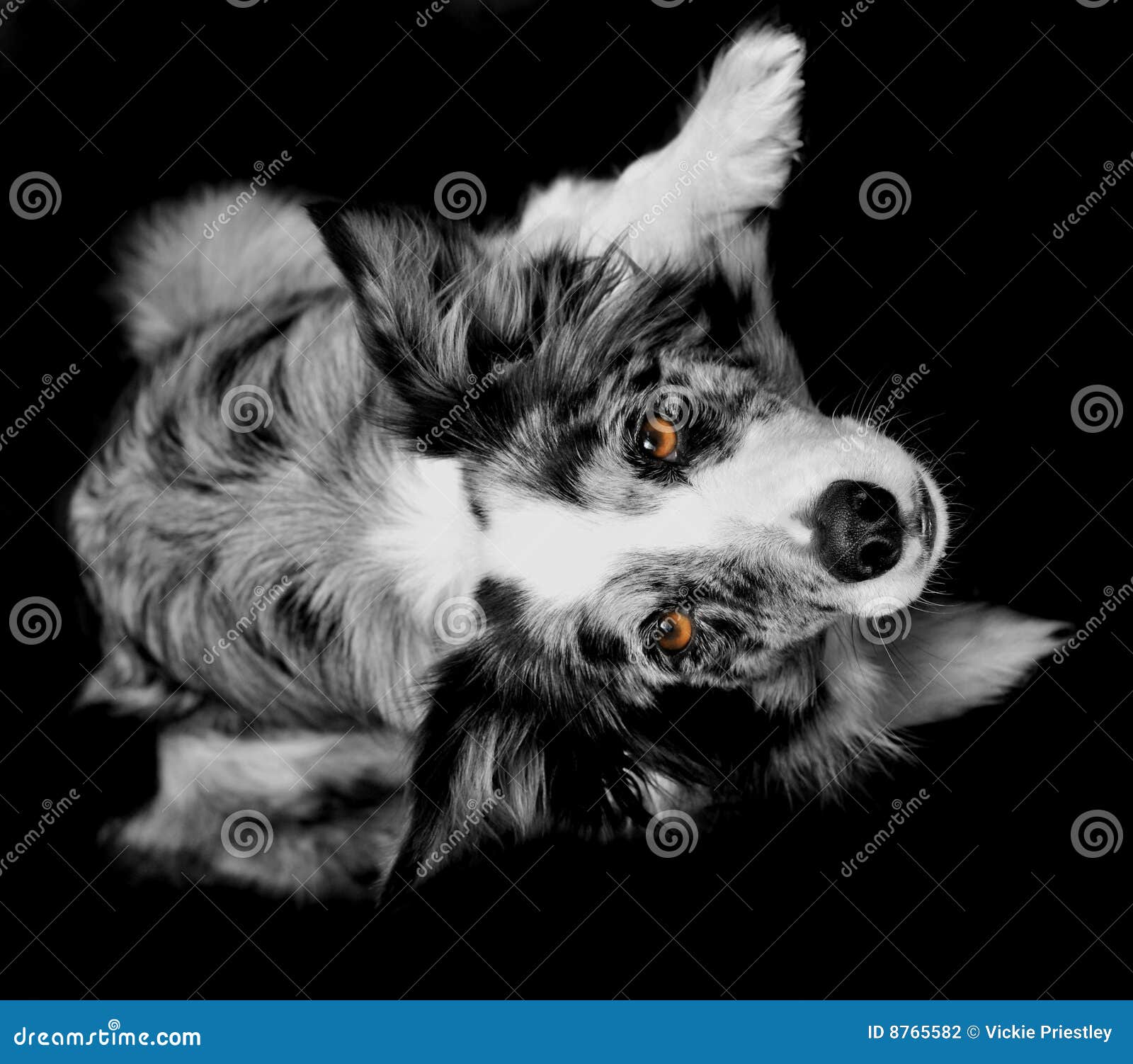 Alert dog stock photo. Image of canine, border, black - 8765582