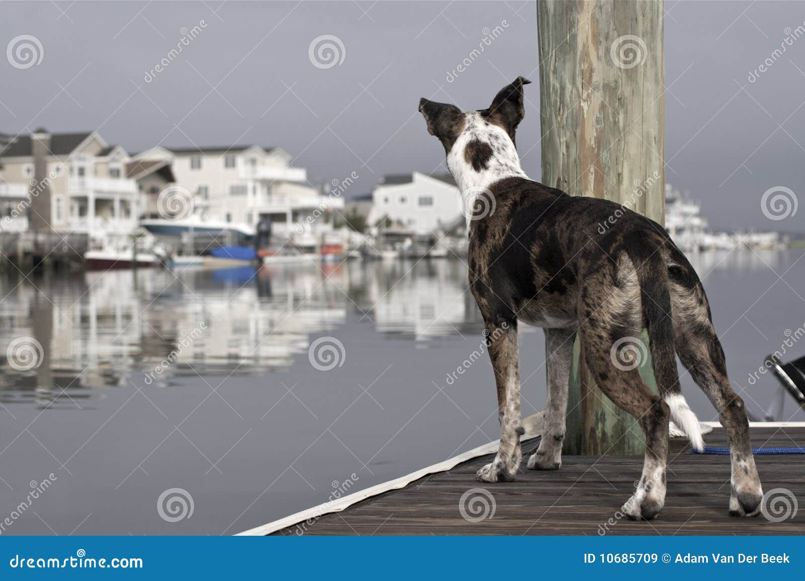 Alert Dog on the Dock stock image. Image of attentive - 10685709