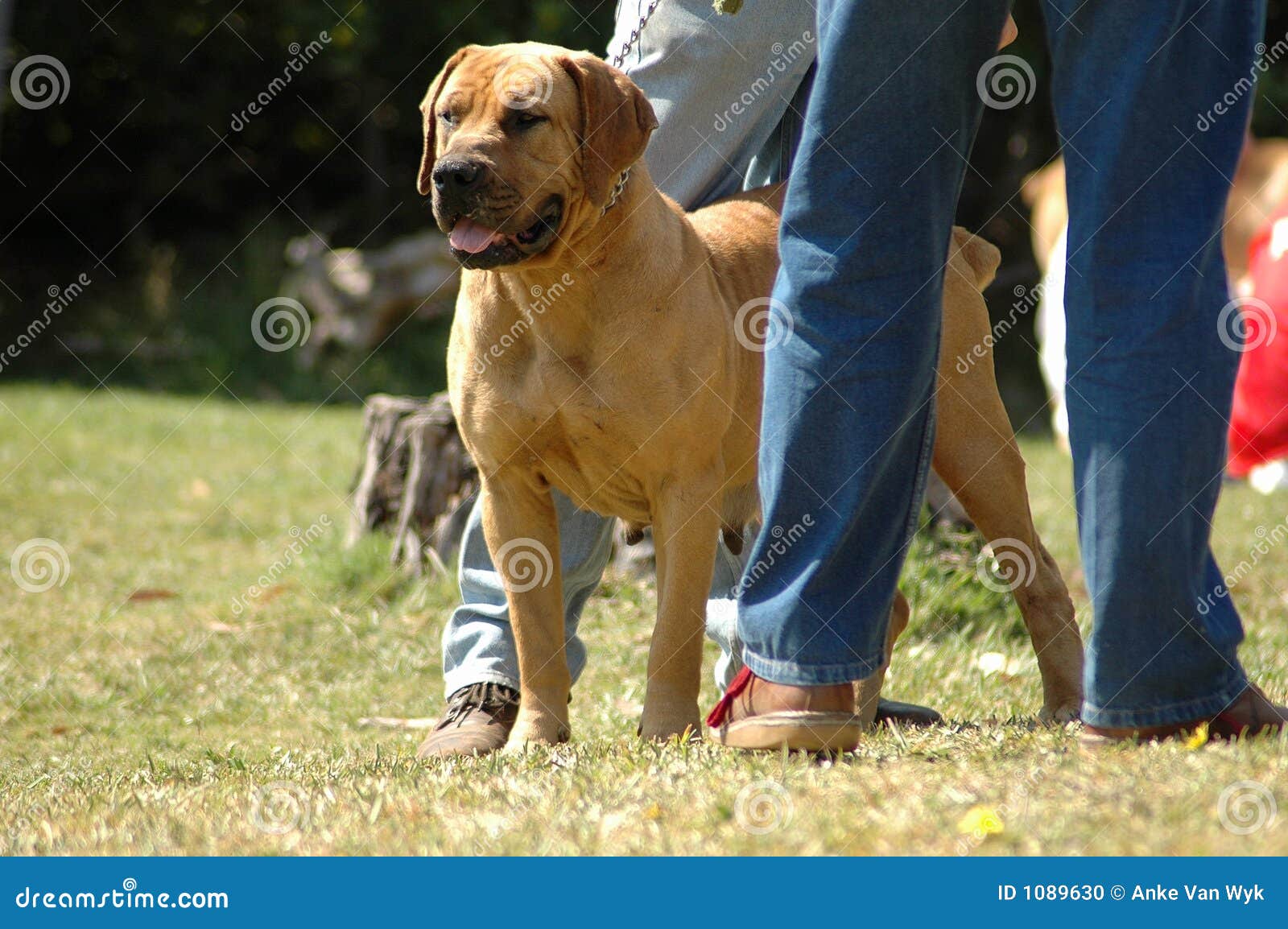 Alert dog on guard stock photo. Image of bred, stare, full - 1089630
