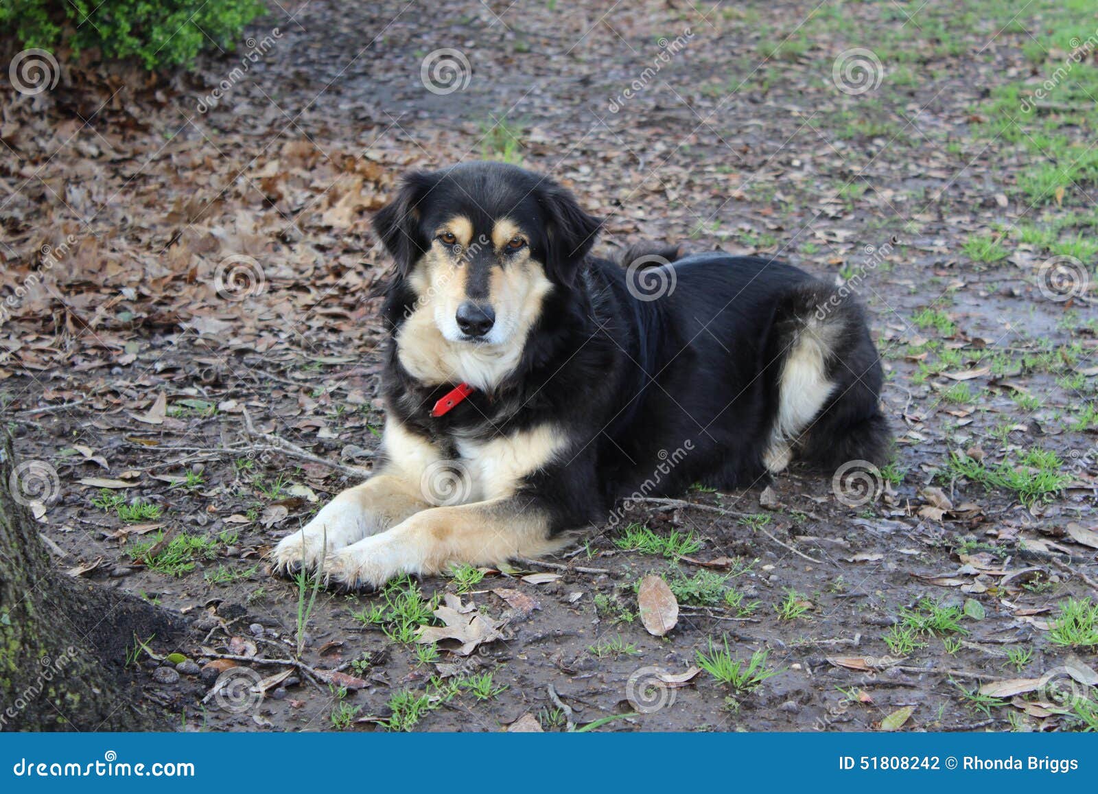 Alert Dog stock photo. Image of border, friend, resting - 51808242