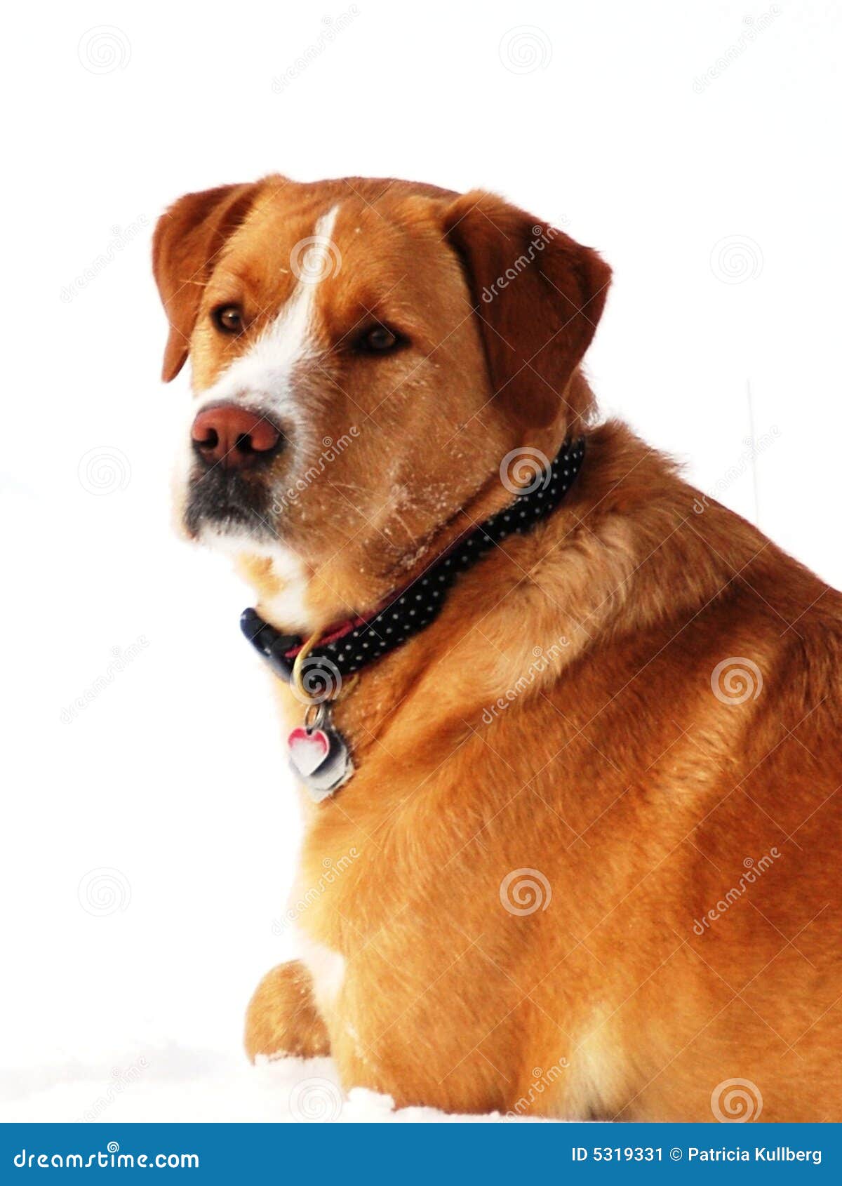 Alert Dog in the snow stock image. Image of snow, guardian - 5319331