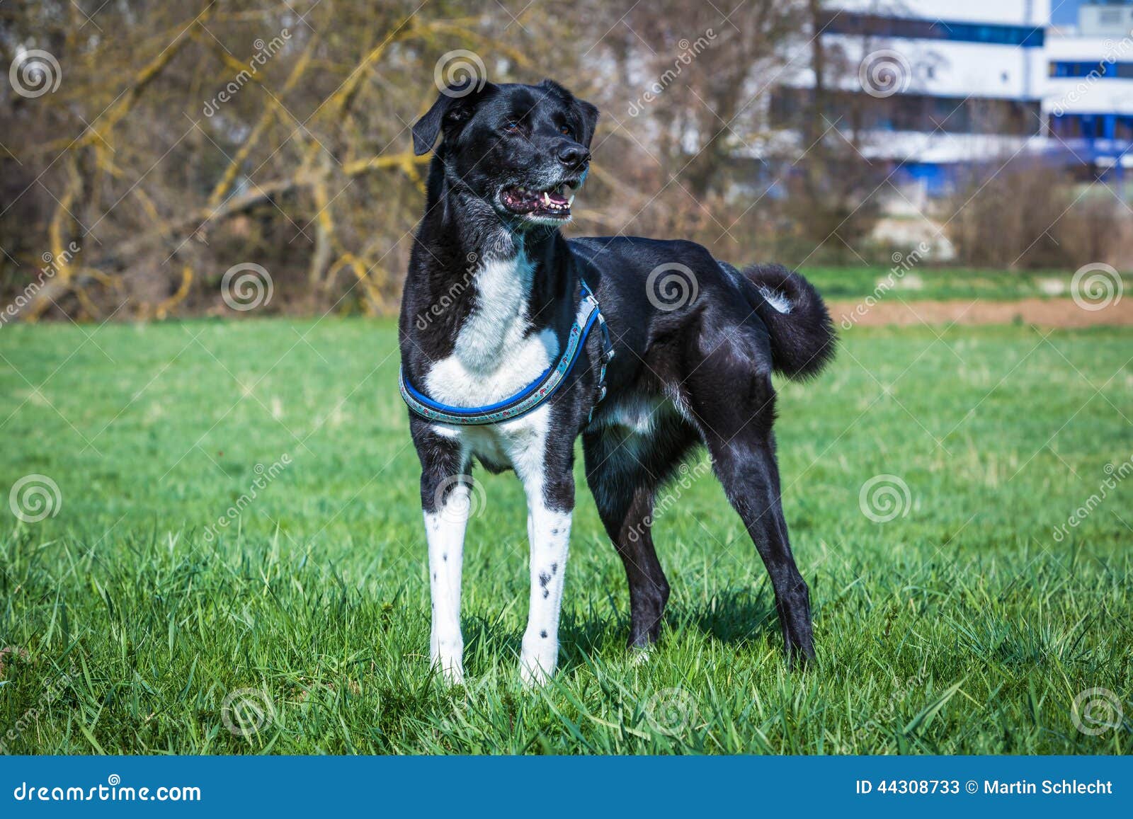 Alert dog stock image. Image of open, animals, opened - 44308733