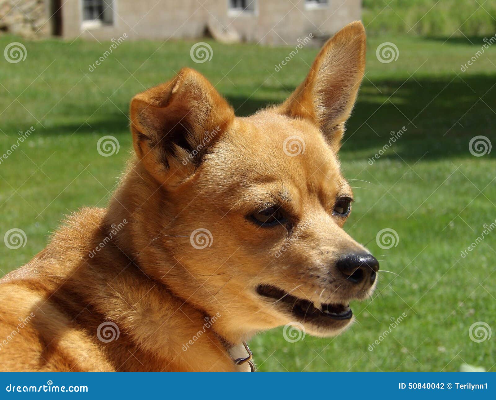 Alert Dog stock photo. Image of watchful, attention, nature - 50840042
