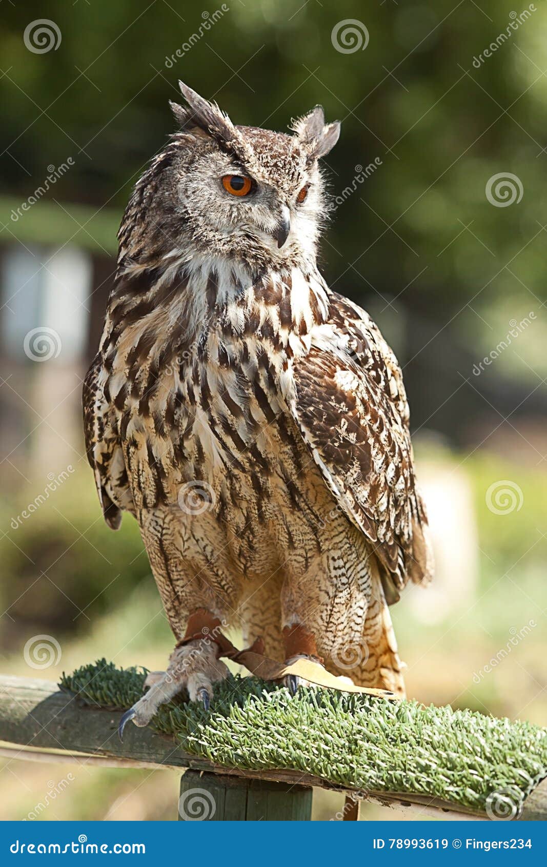 Alert Eagle owl stock image. Image of head, wild, plumage - 78993619