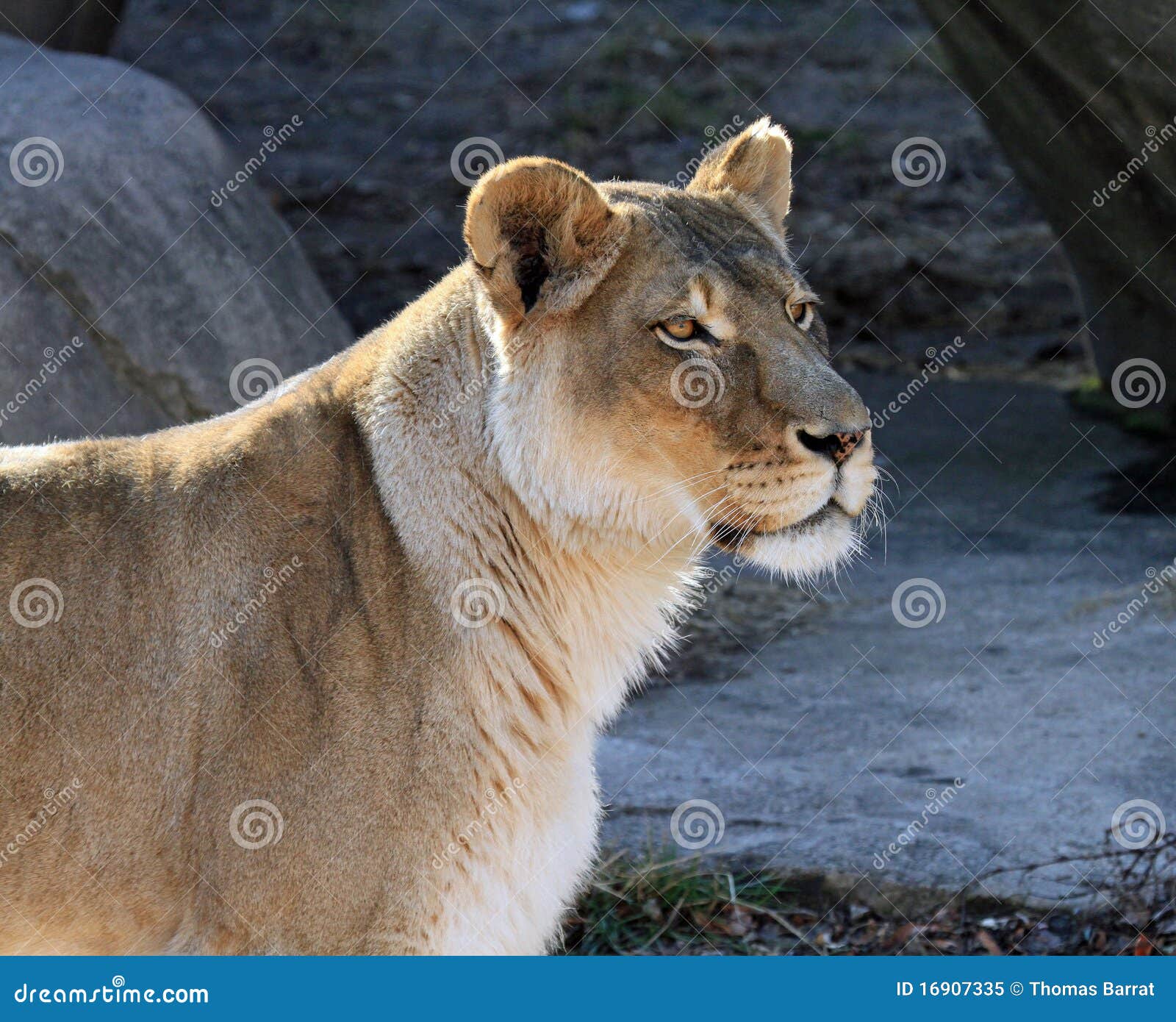 Alert female lion stock image. Image of wildlife, animal - 16907335