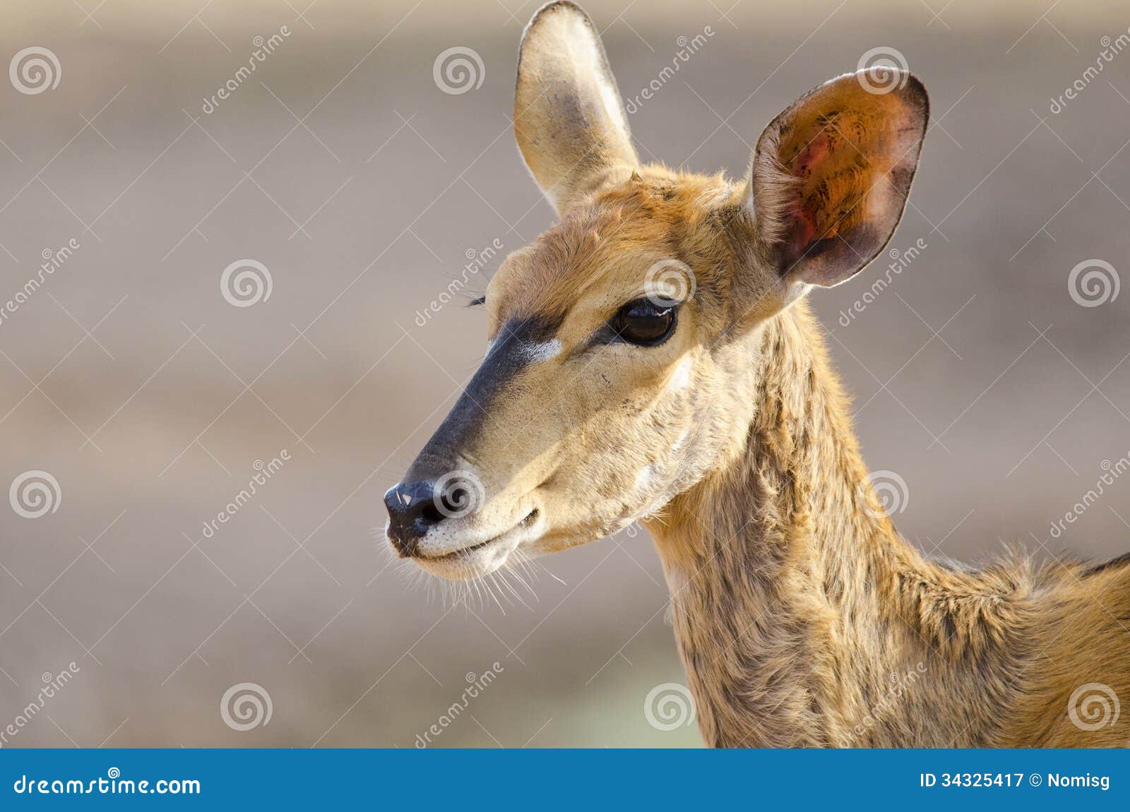 Alert female Nyala stock image. Image of reserve, alert - 34325417