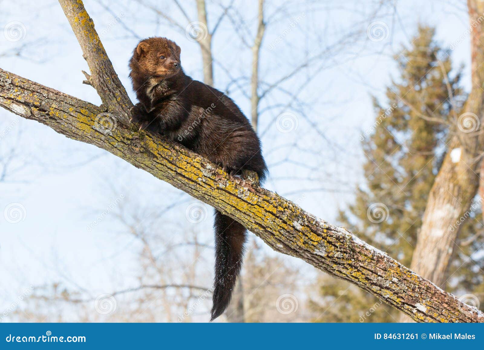Alert fisher in tree stock image. Image of forest, pine - 84631261