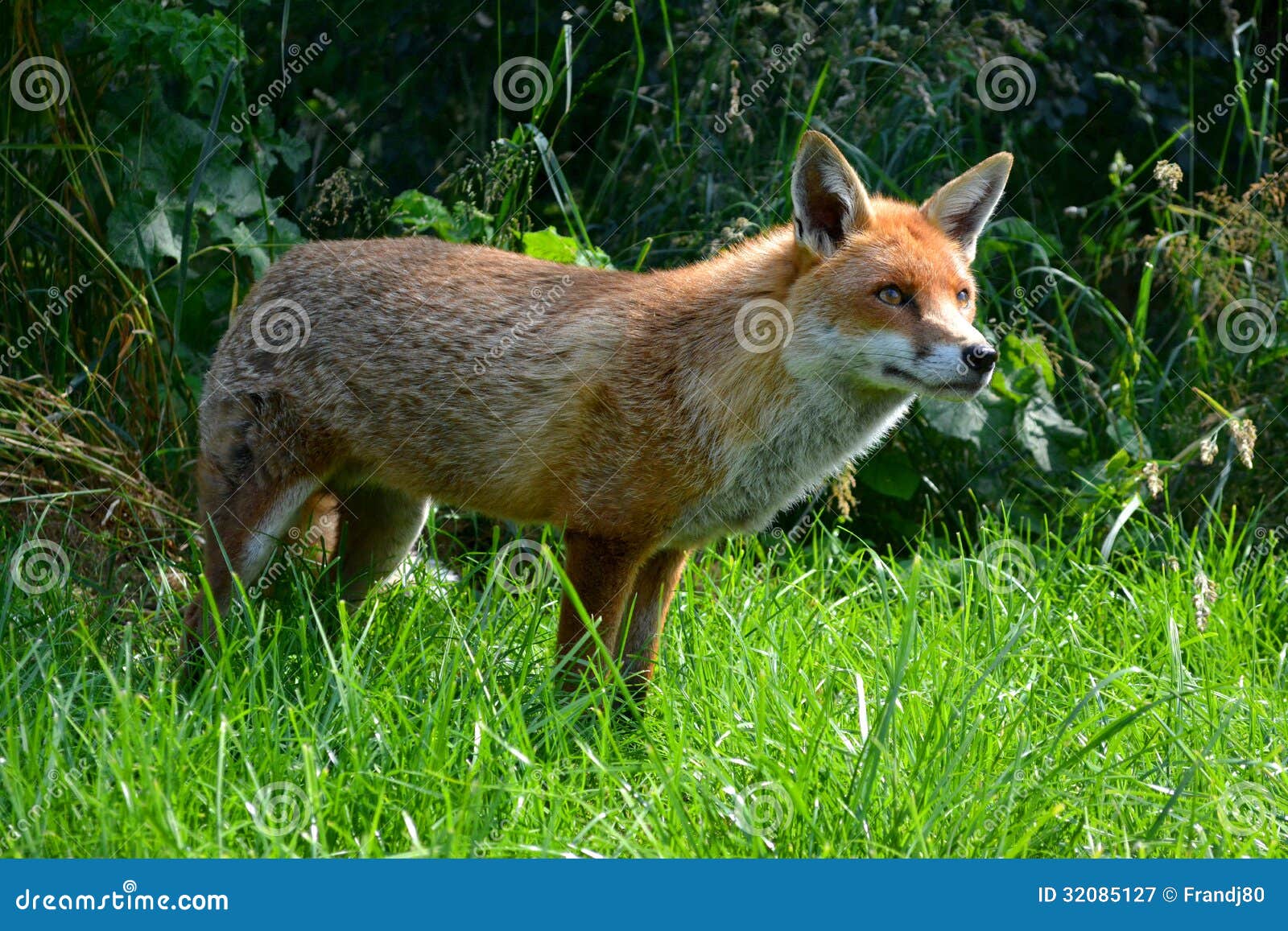 Alert fox stock image. Image of furr, nature, wild, british - 32085127