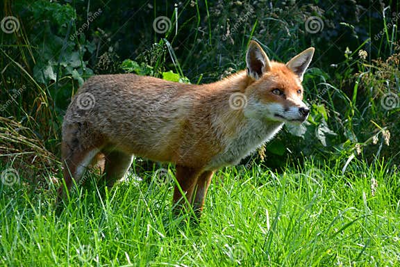 Alert fox stock image. Image of furr, nature, wild, british - 32085127
