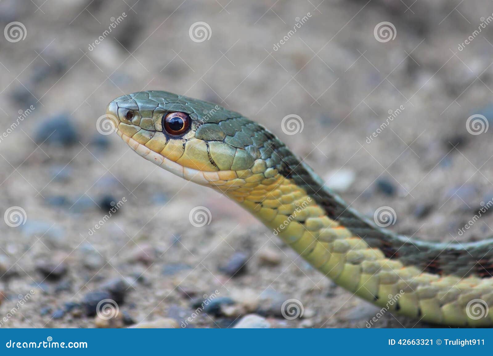 An Alert Gardner Snake. stock image. Image of eyes, gardner - 42663321