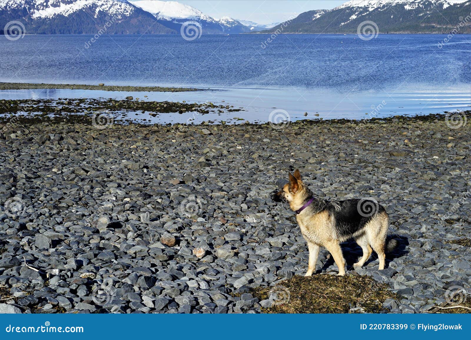 Alert German Shepherd on the Beach Stock Image - Image of rocks, ocean ...