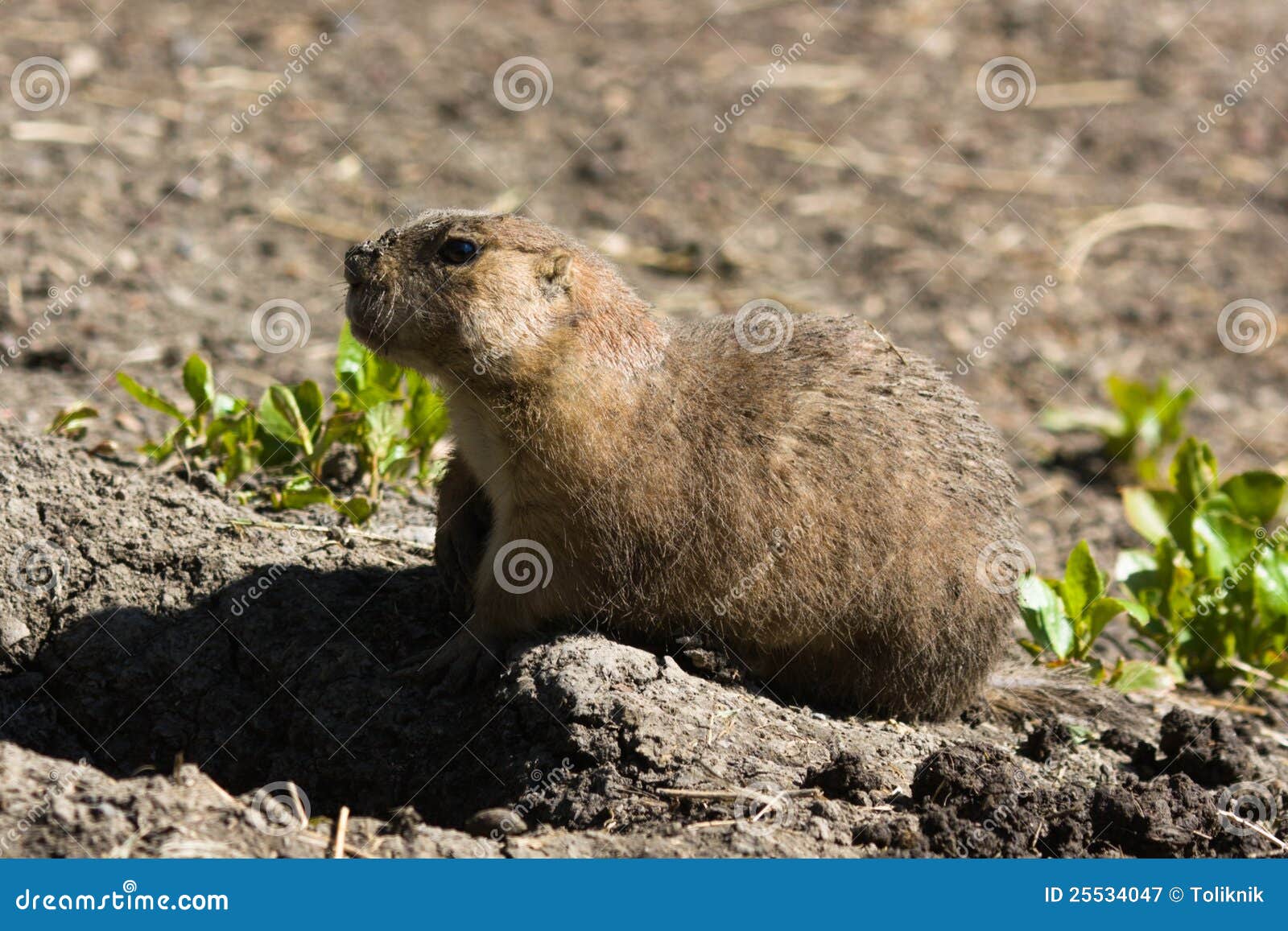 Alert gopher stock image. Image of hole, alert, cute - 25534047