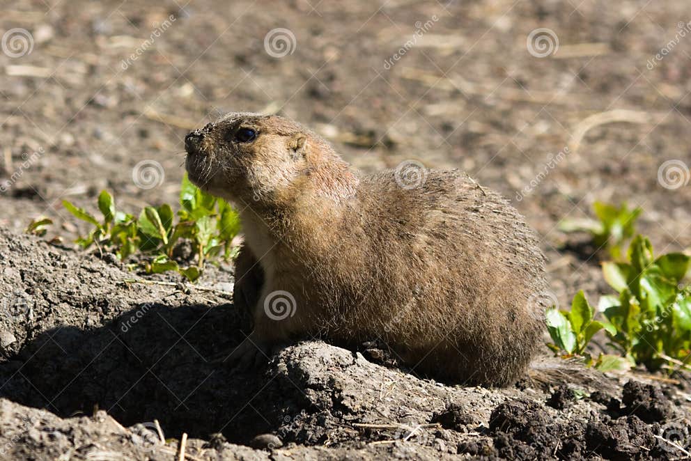 Alert gopher stock image. Image of hole, alert, cute - 25534047
