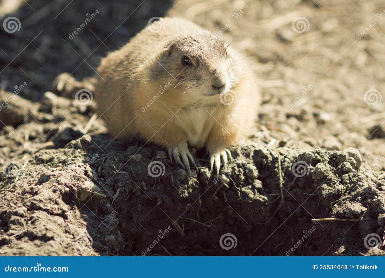 Alert gopher stock photo. Image of burrow, furry, eating - 25534048