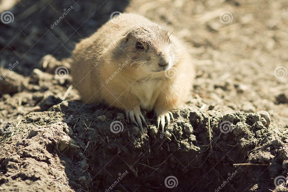 Alert gopher stock photo. Image of burrow, furry, eating - 25534048