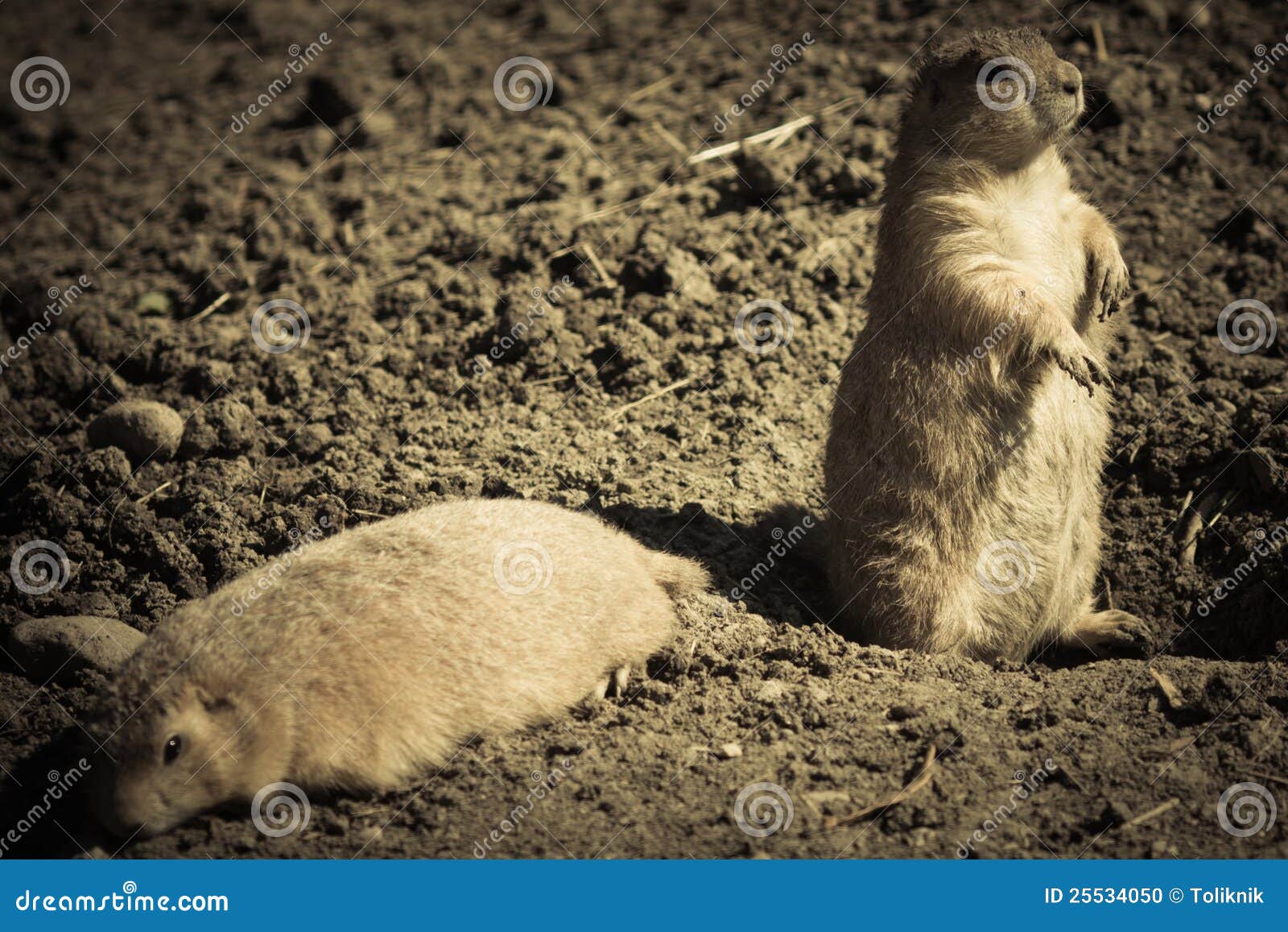 Alert gopher stock photo. Image of meadow, animal, life - 25534050