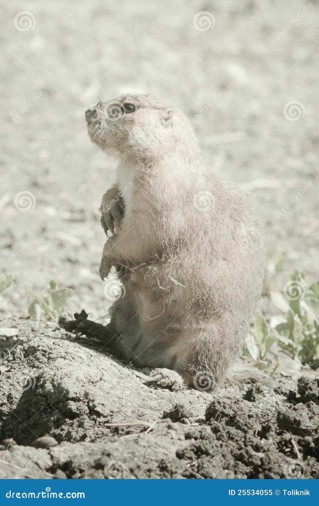 Alert gopher stock image. Image of gopher, ground, alert - 25534055