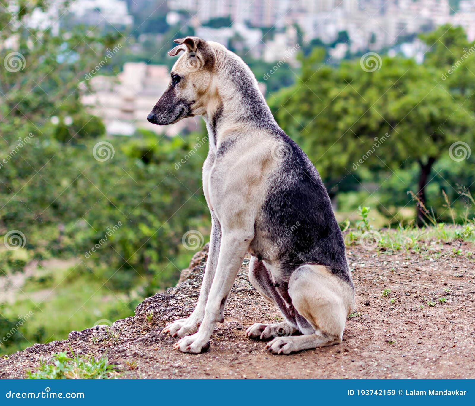 Alert Gray, Black Dog in Alert Position Sitting on the Hill Stock Image ...