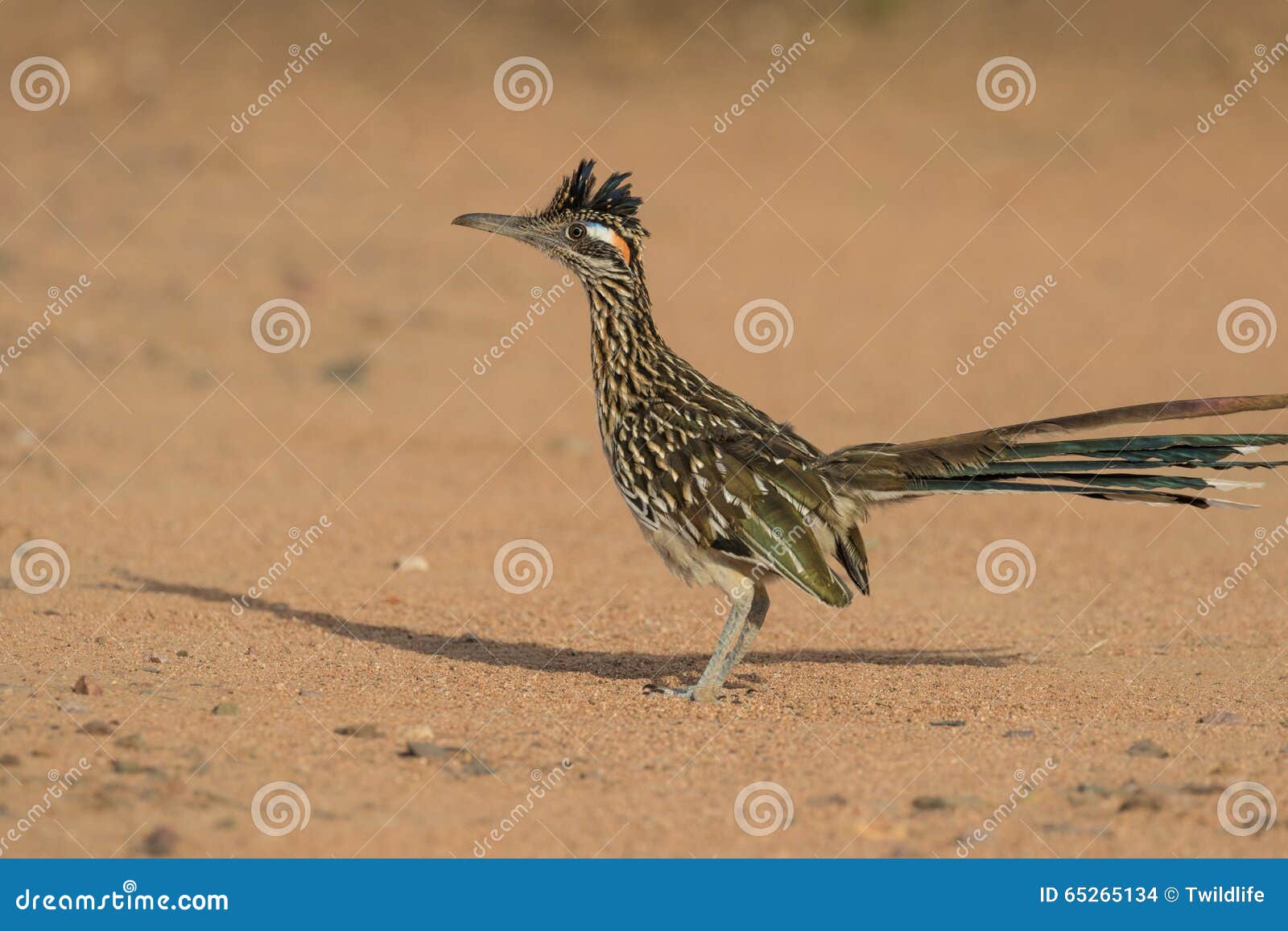 Alert Greater Roadrunner stock photo. Image of cuckoo - 65265134