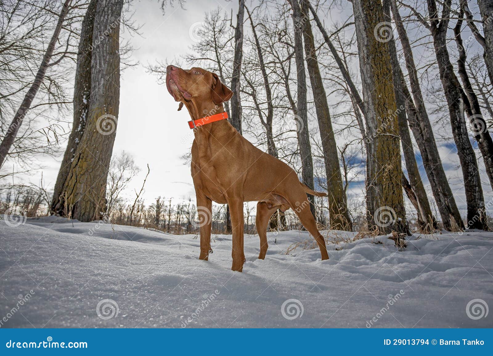 Alert Hunting Dog in the Winter Forest Stock Photo - Image of season ...