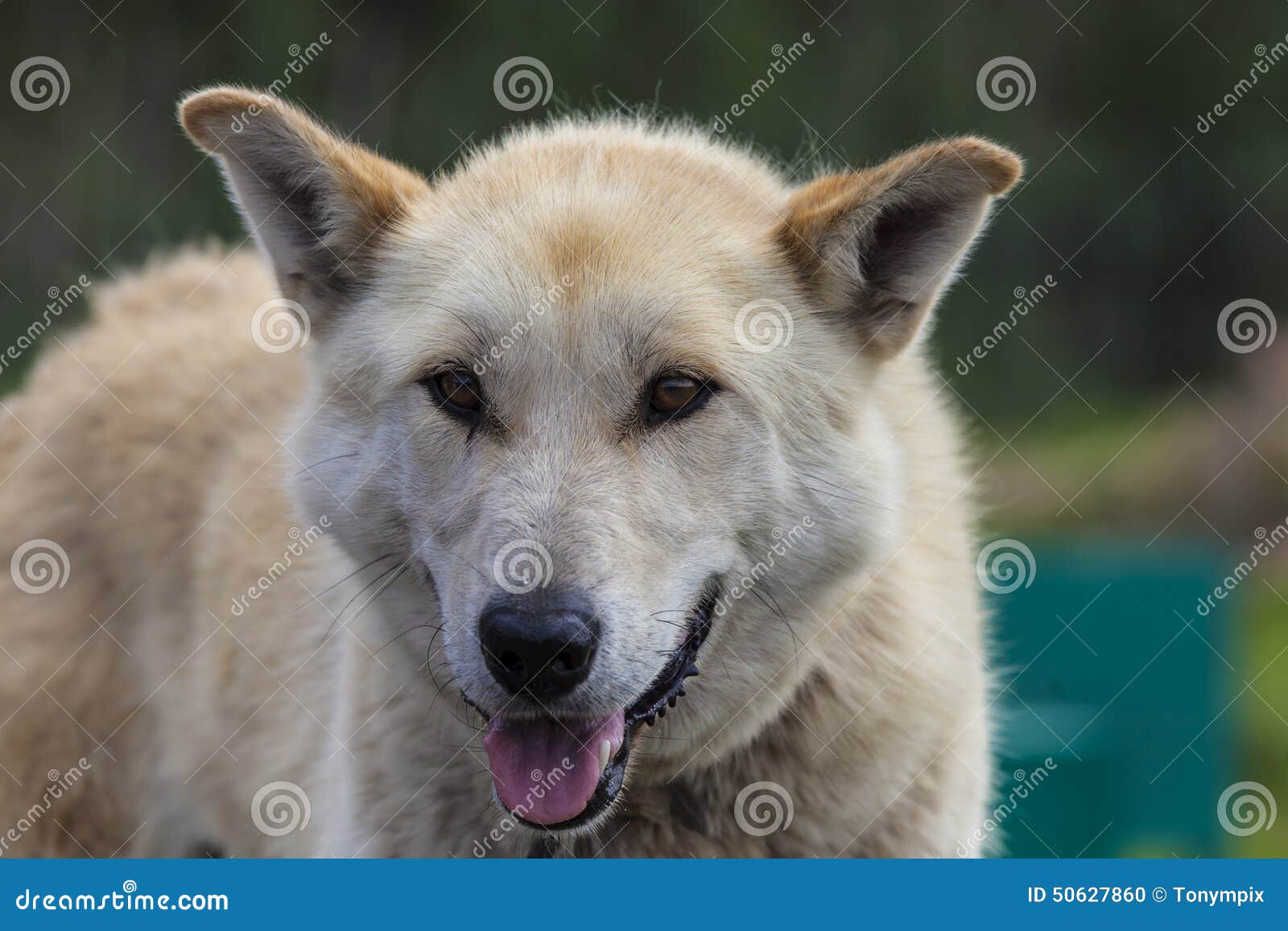 Alert Husky Eager To Get To Work Stock Photo - Image of tourist ...