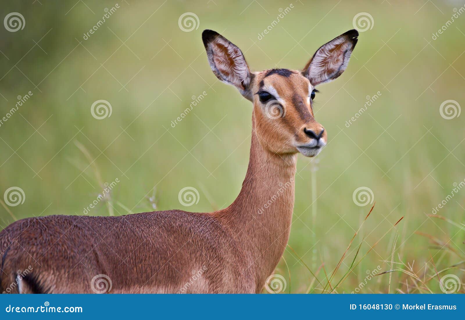 An Alert Impala Ewe in the African Rain Stock Photo - Image of africa ...