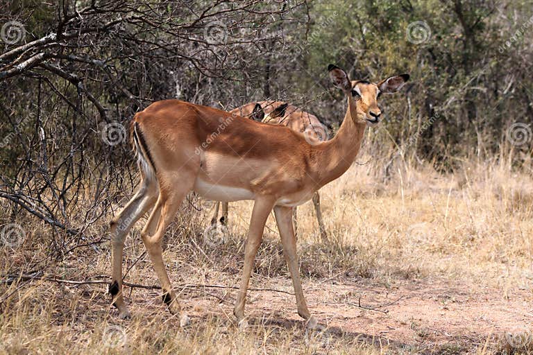 Alert Impala Ewe stock photo. Image of bosveld, female - 36154730