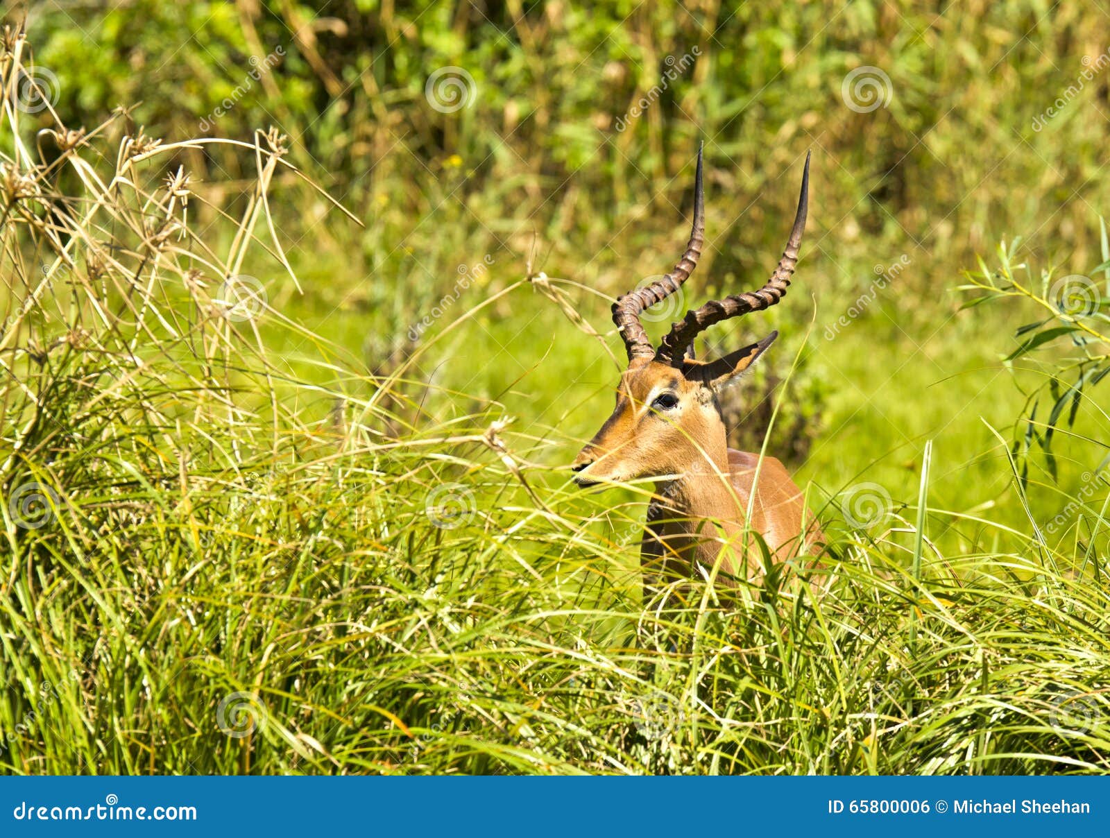 Alert Impalla stock photo. Image of horned, ears, close - 65800006