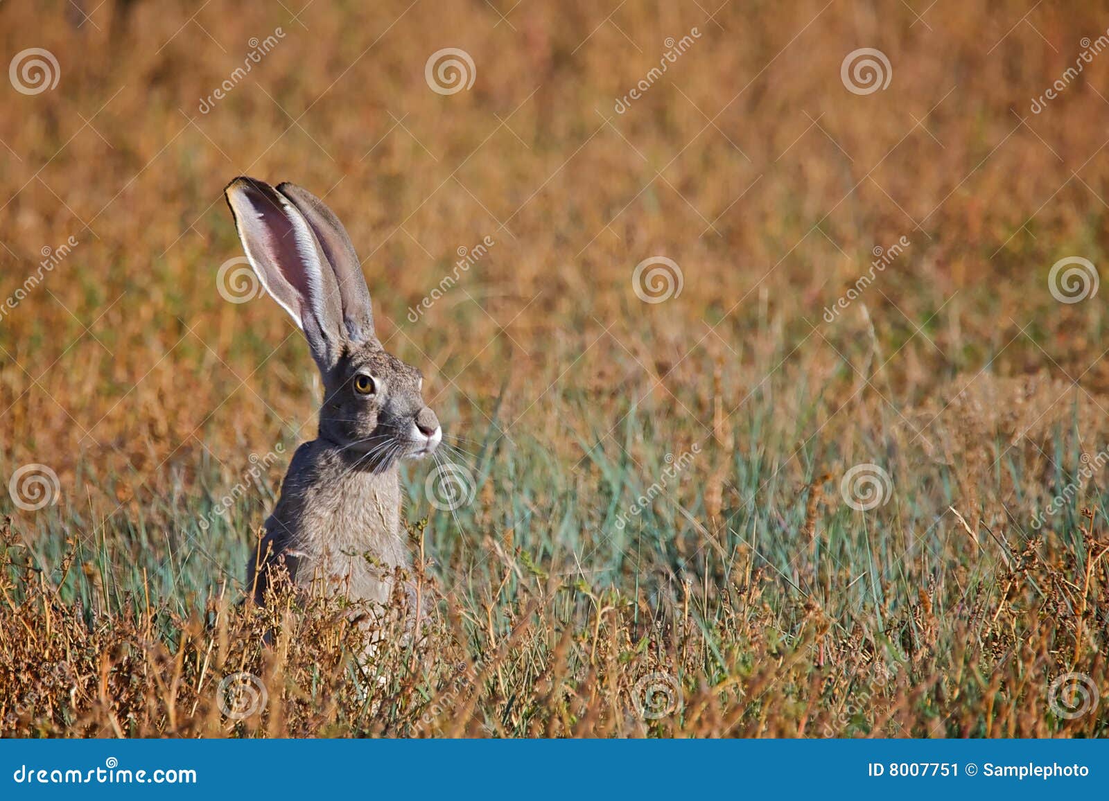 Alert Jack Rabbit stock image. Image of hare, prey, jack - 8007751