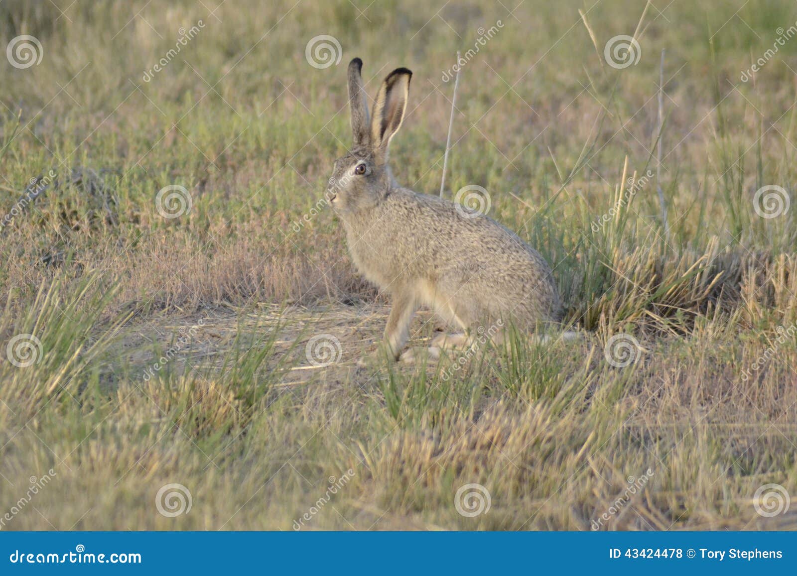 On Alert stock photo. Image of hint, alert, ready, jack - 43424478