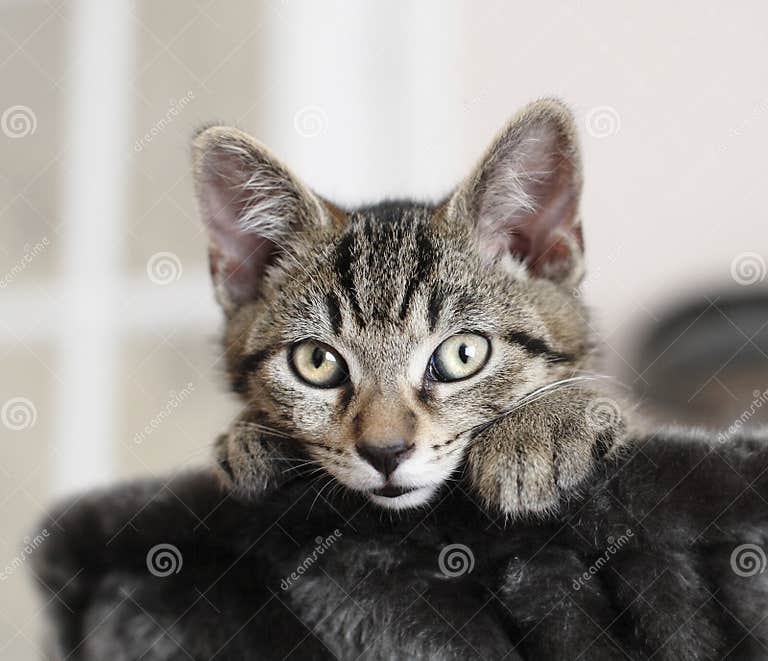 Alert kitten cat stock image. Image of kitten, attentive - 19988405