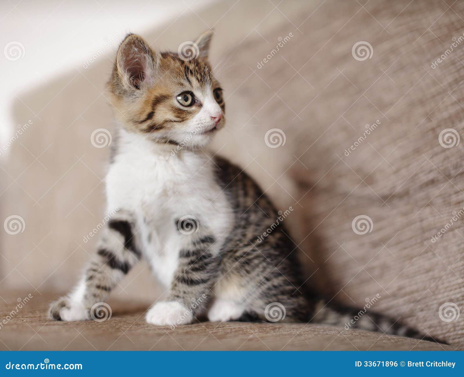 Alert kitten cat stock photo. Image of kitten, cute, sofa - 33671896