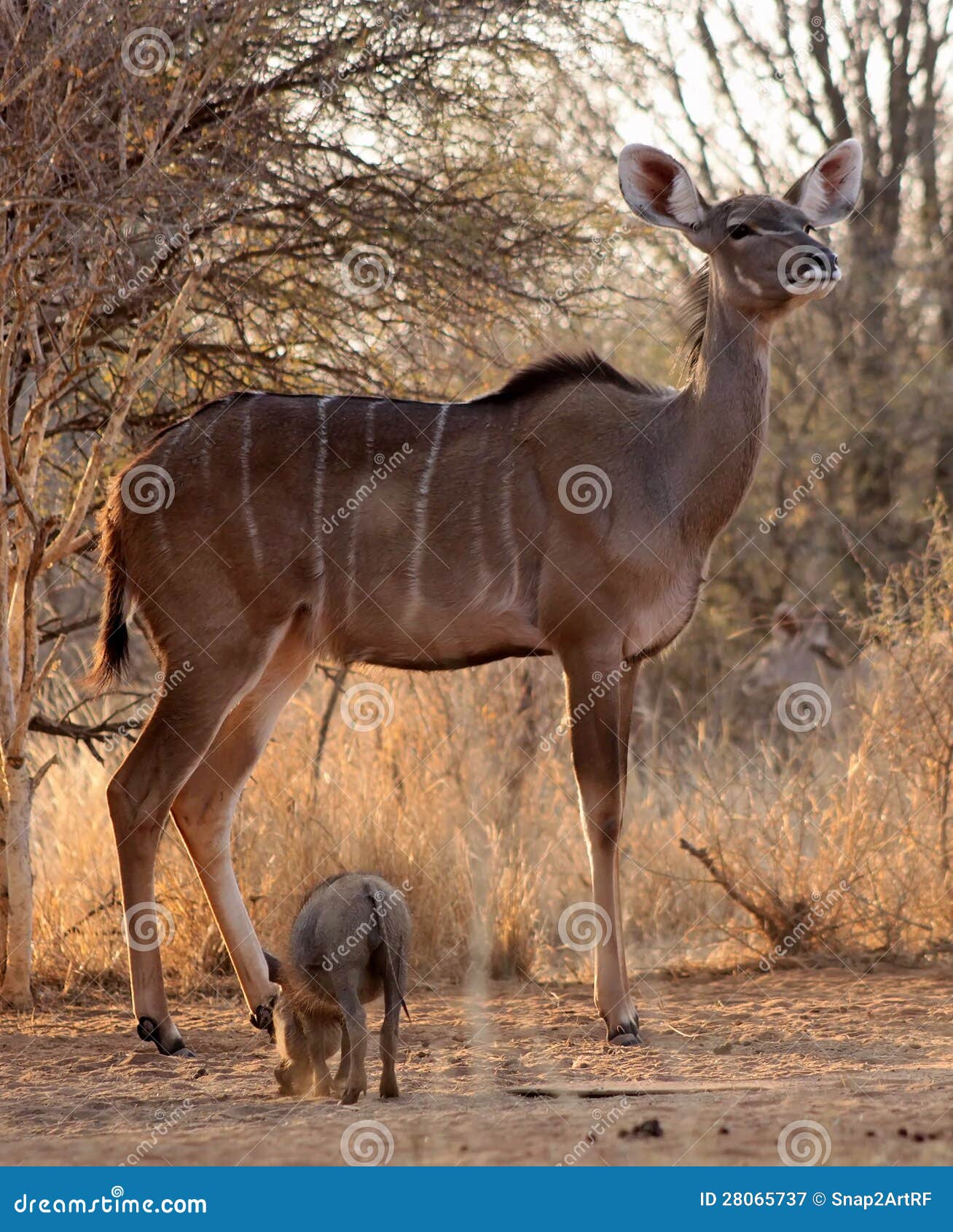 Alert Kudu Cow stock image. Image of herbivore, bosveld - 28065737