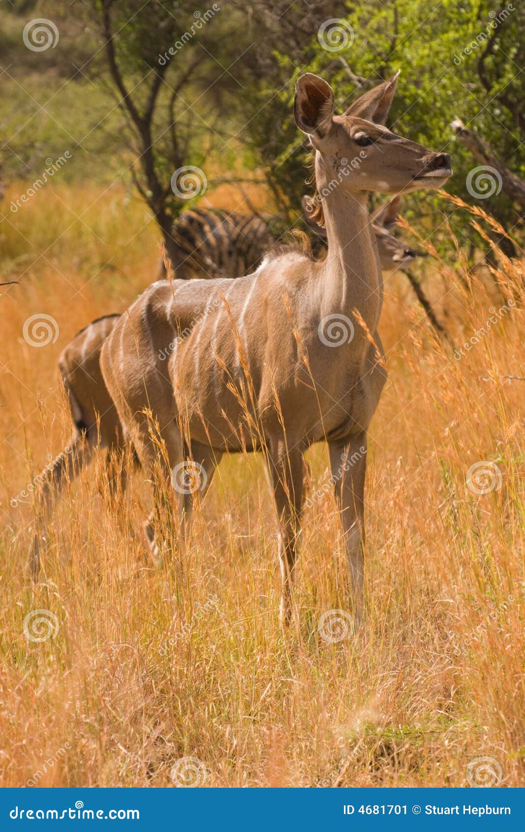 An alert kudu female stock image. Image of south, africa - 4681701