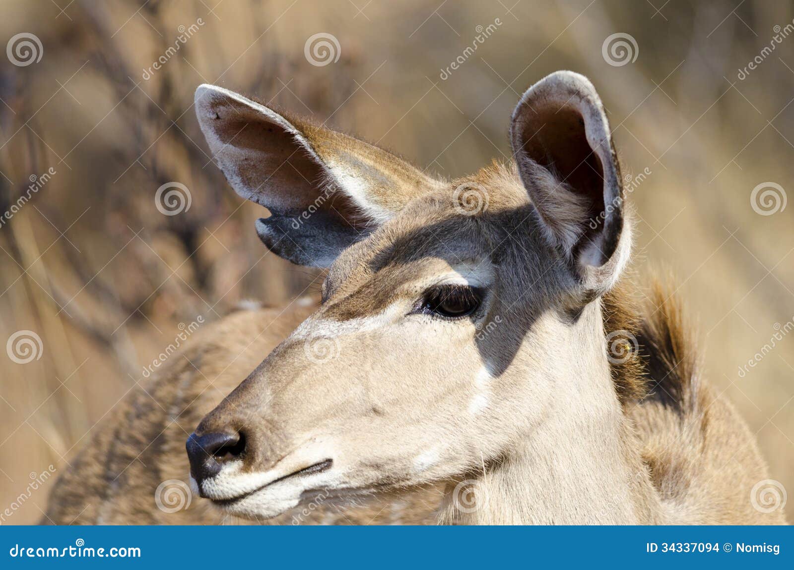Alert kudu female stock photo. Image of hearing, tragelaphus - 34337094