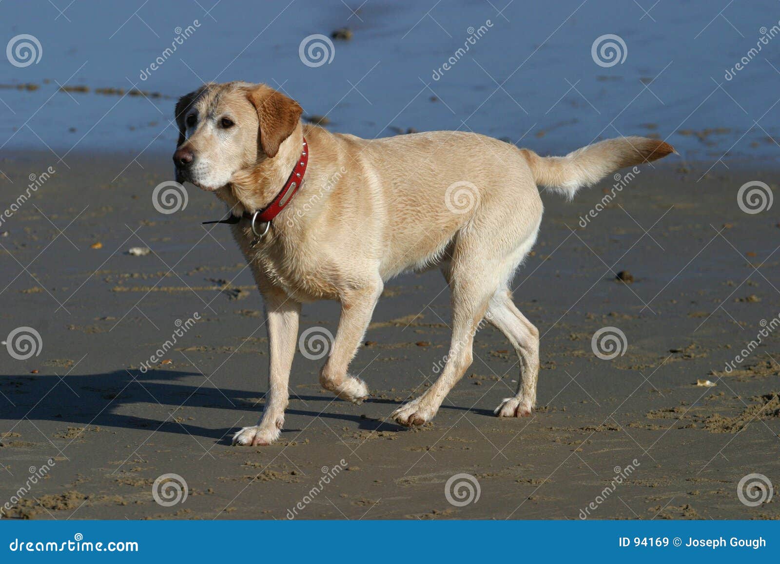 Alert Labrador stock image. Image of sleek, sandy, alert - 94169