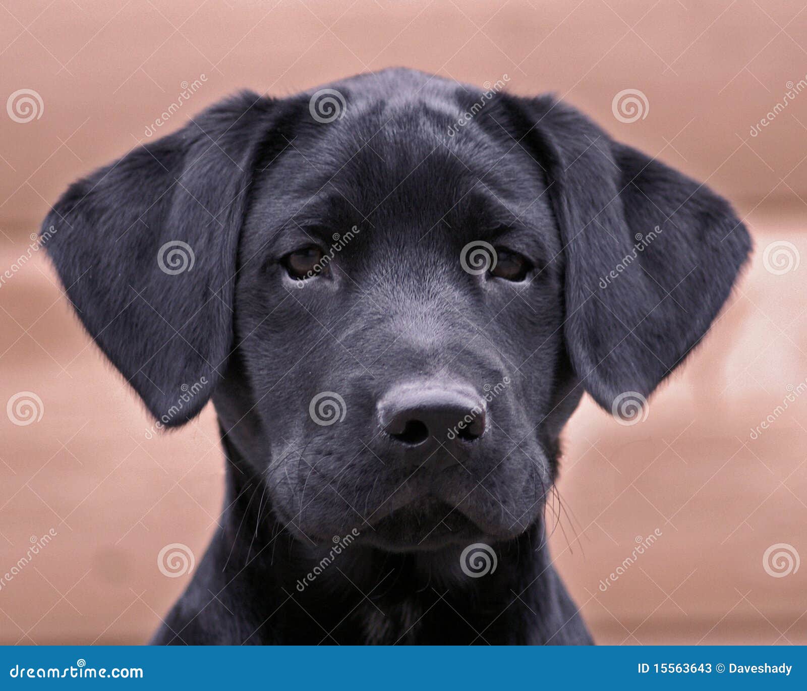 Alert Labrador Pup stock image. Image of decoy, ducks - 15563643