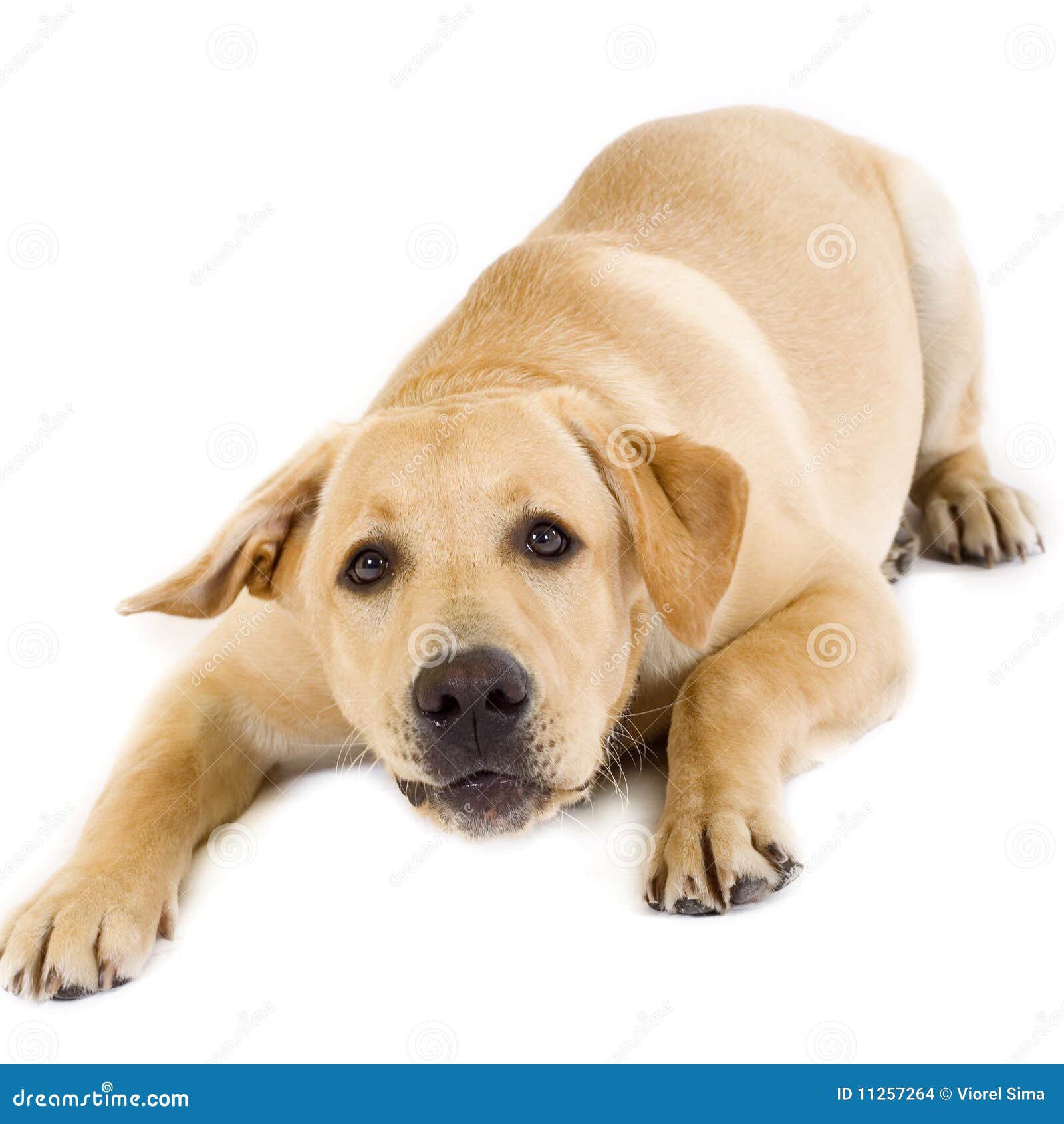 Alert Labrador Retriever Puppy Stock Photo - Image of creature, breed ...