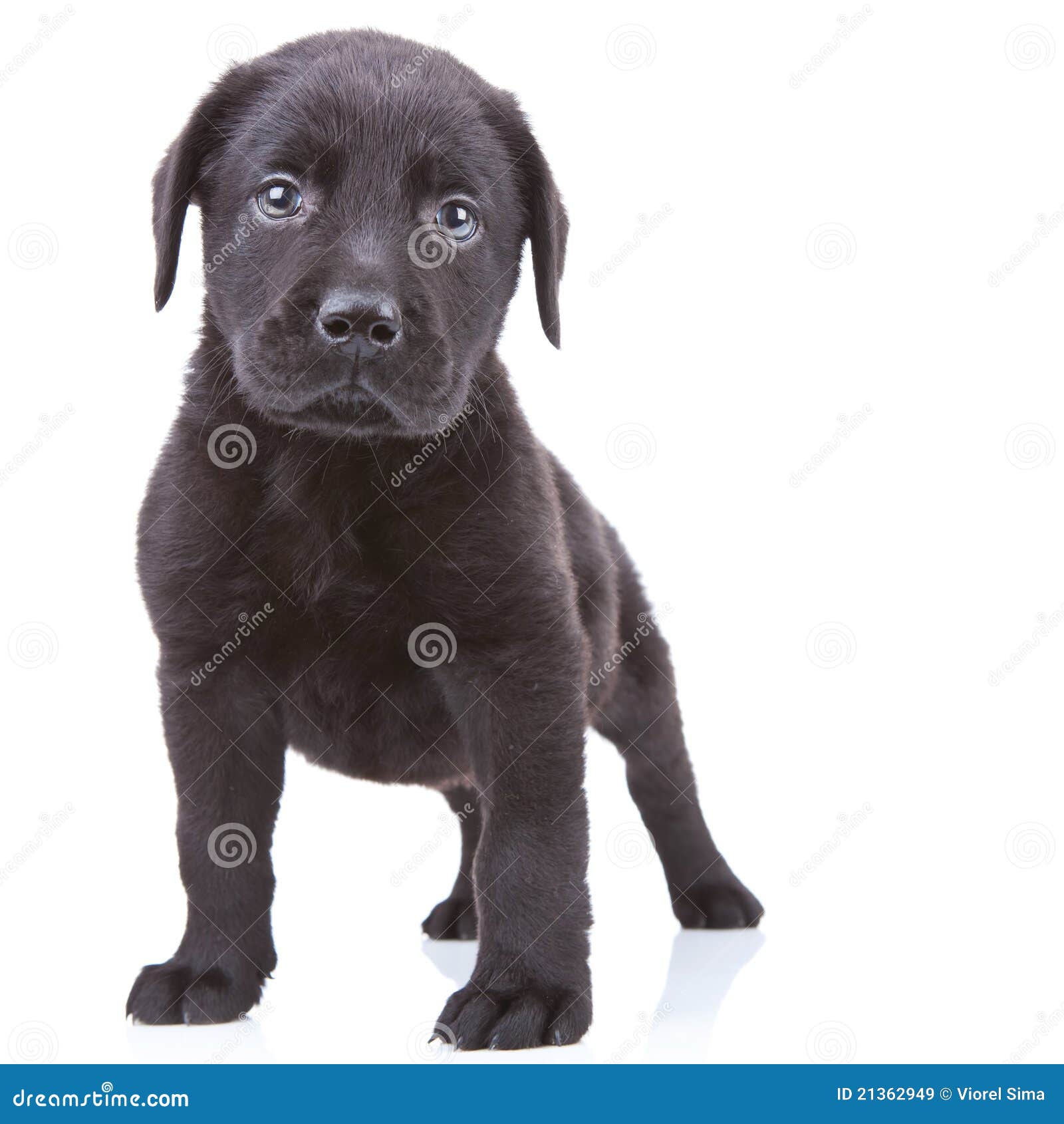Alert Labrador Retriever Puppy Stock Image - Image of cute, black: 21362949