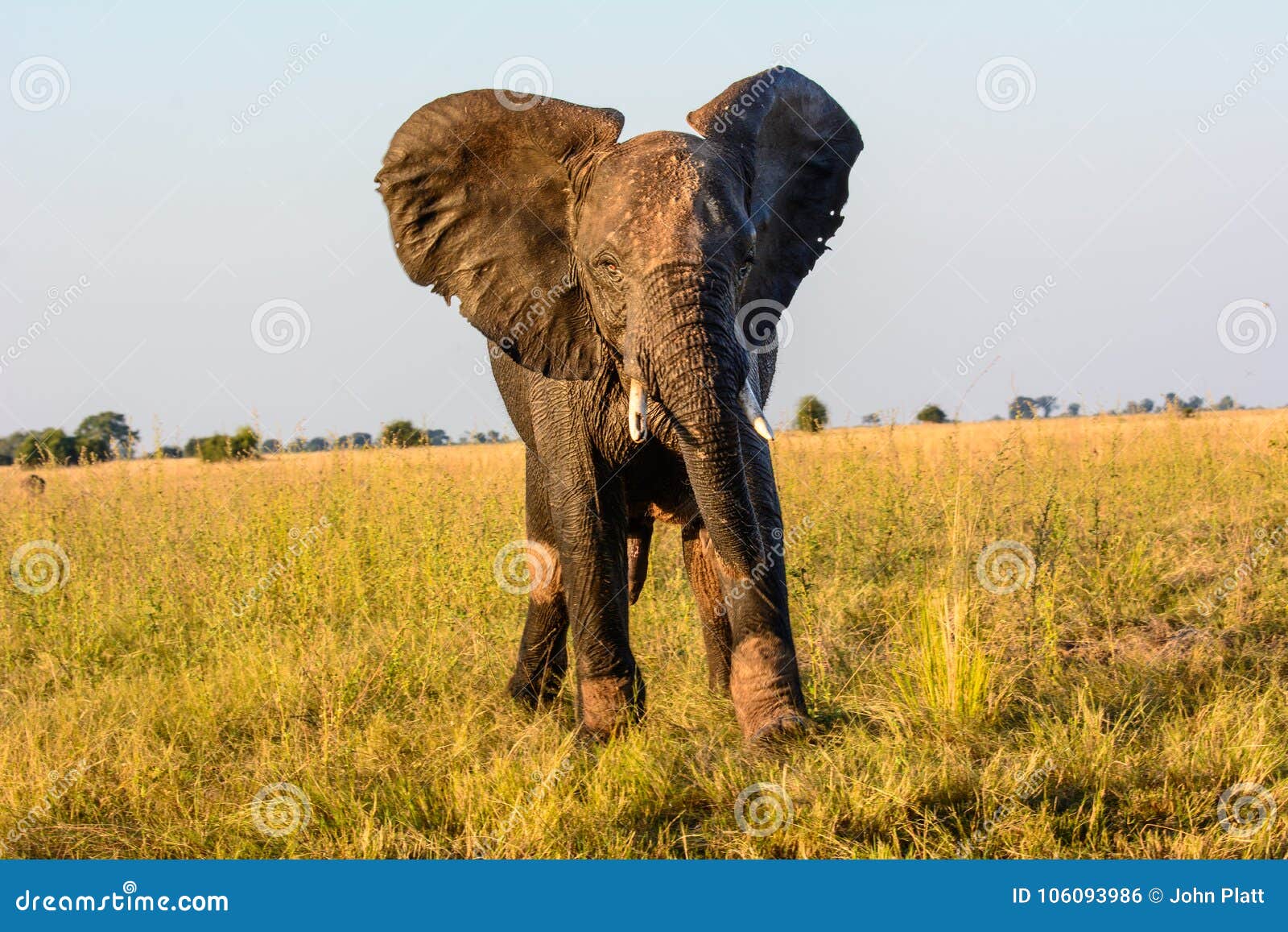 Alert Large African Elephant Watching with Interest Stock Photo - Image ...