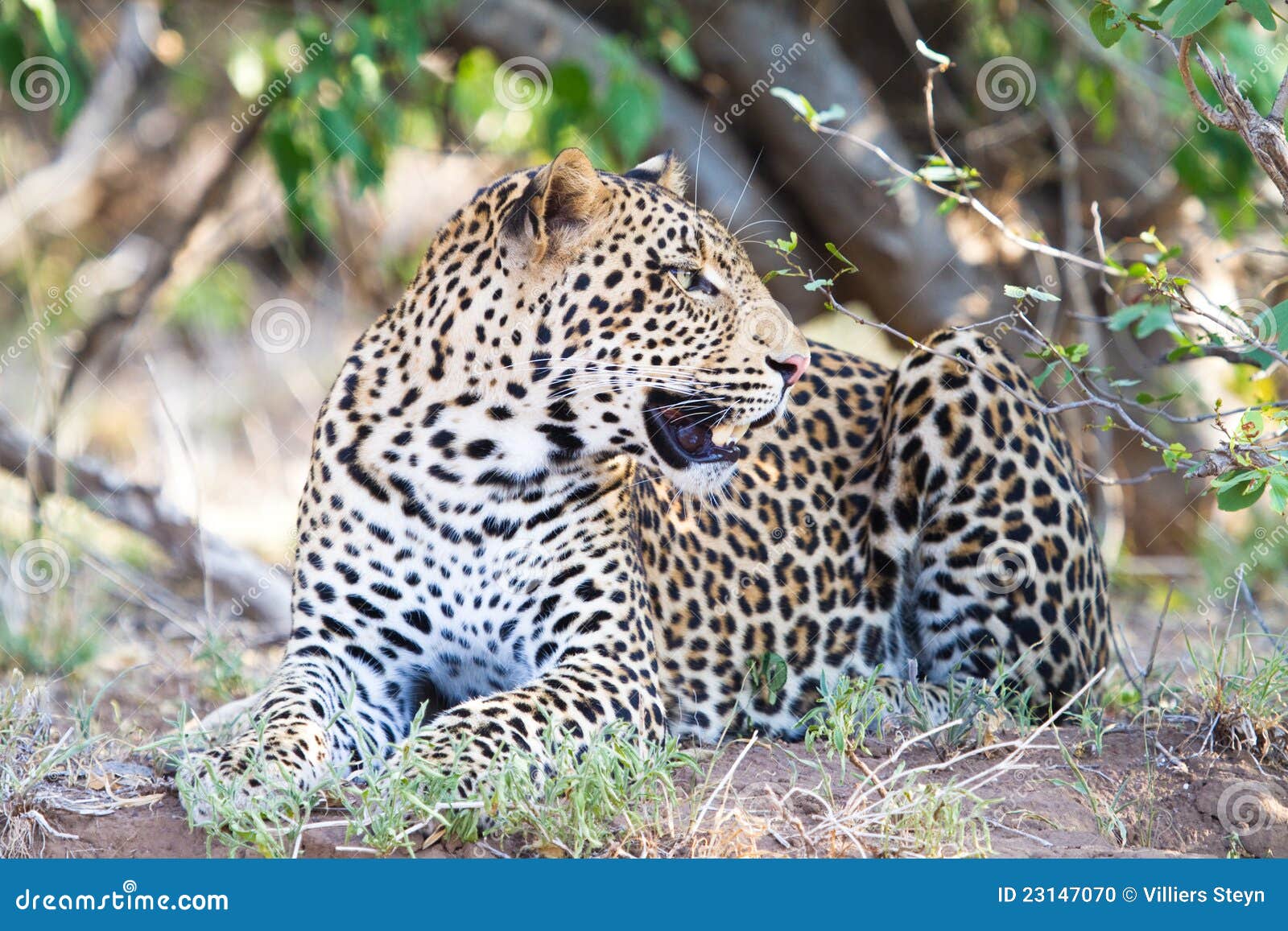 Alert leopard stock photo. Image of animal, outdoors - 23147070