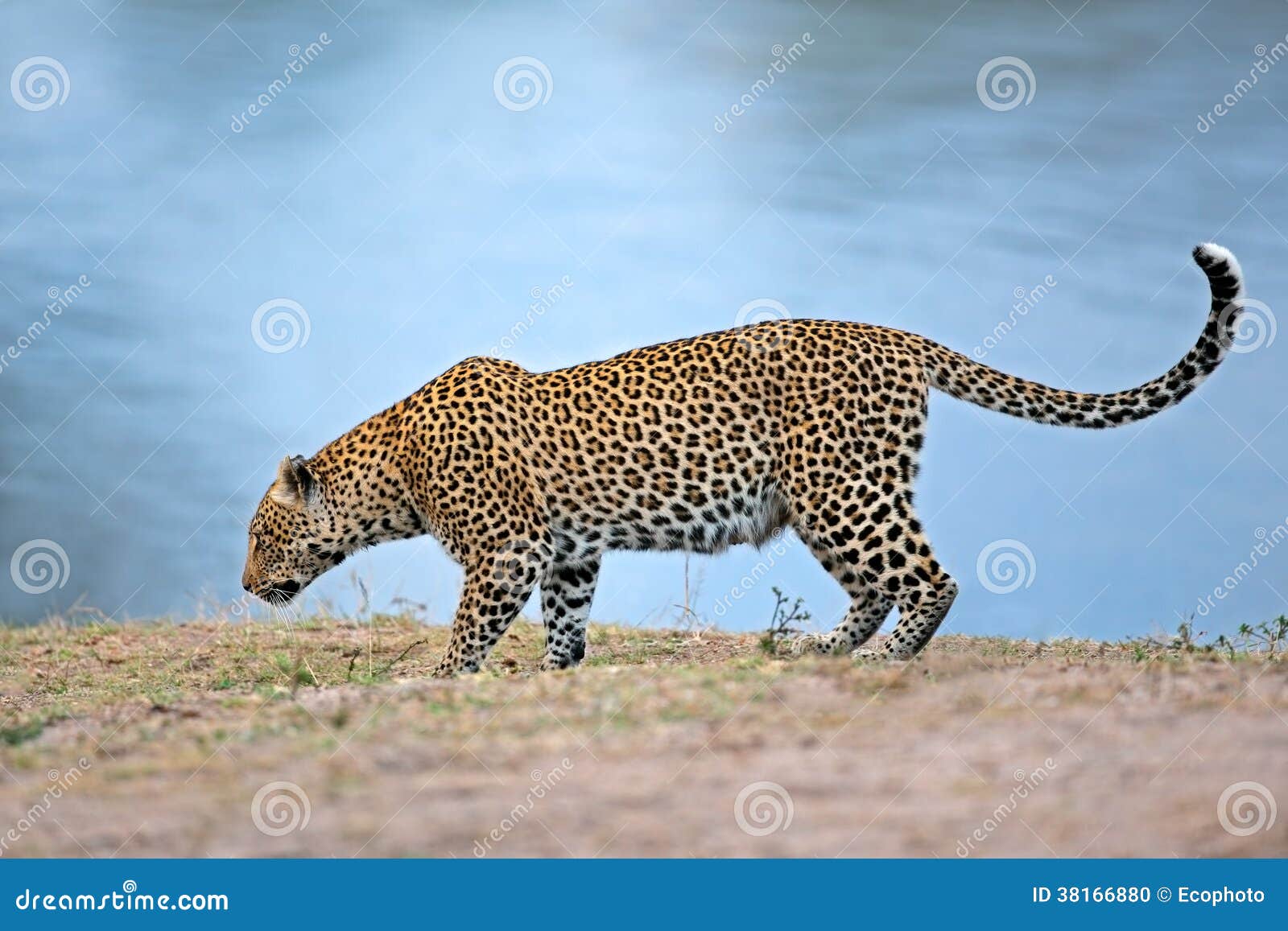 Alert leopard stock photo. Image of wildlife, predator - 38166880