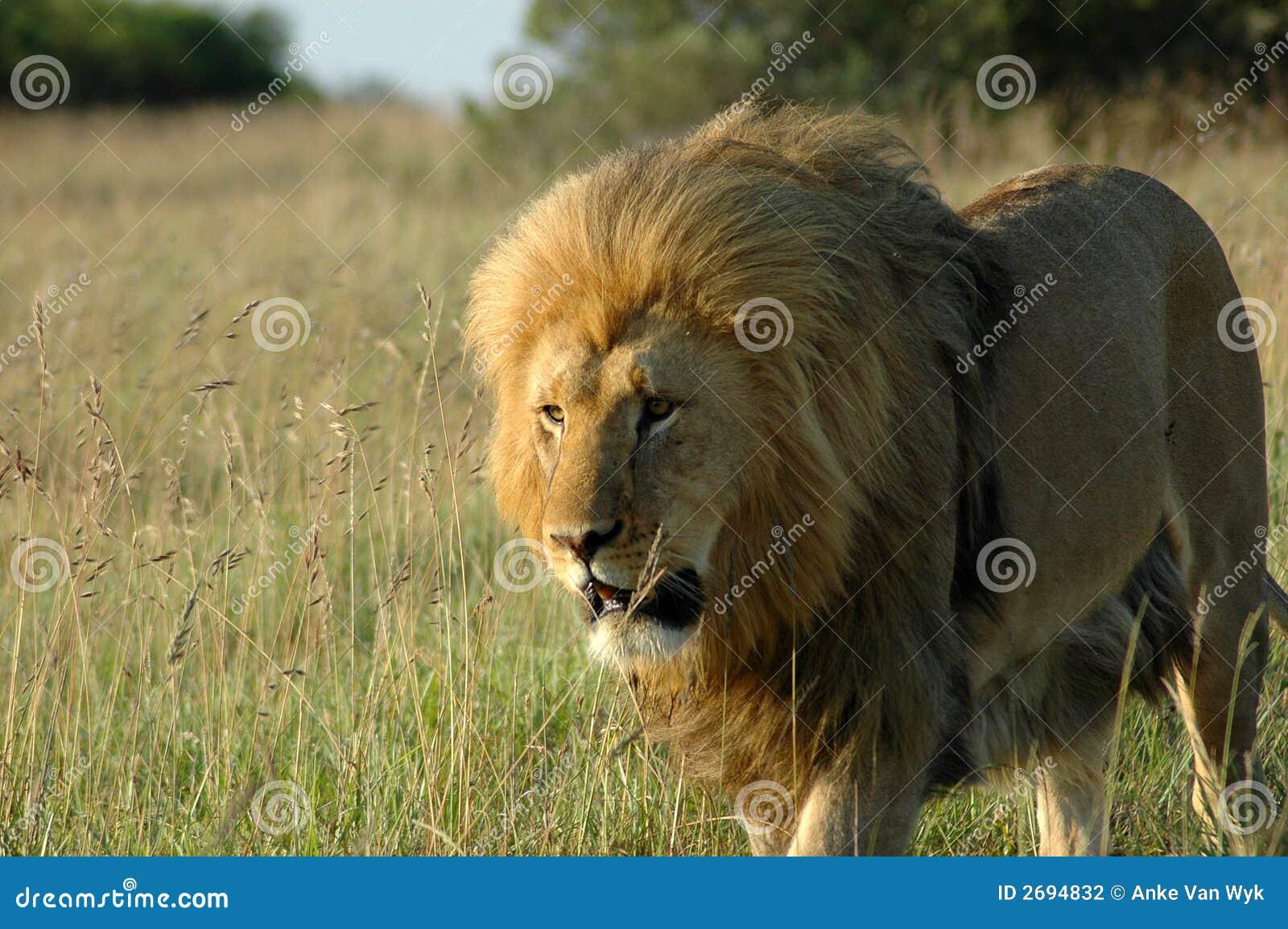 Alert lion stock photo. Image of game, hunt, etosha, dangerous - 2694832