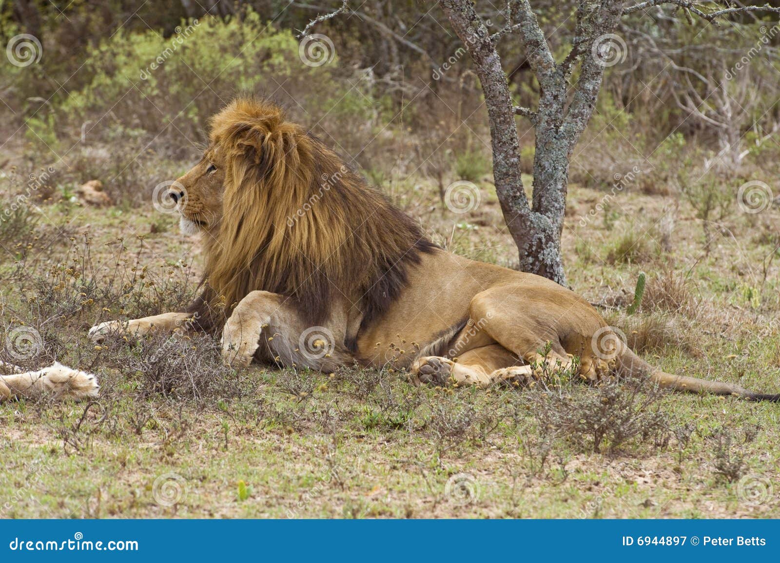 Alert Lion stock image. Image of feline, photogenic, environment - 6944897