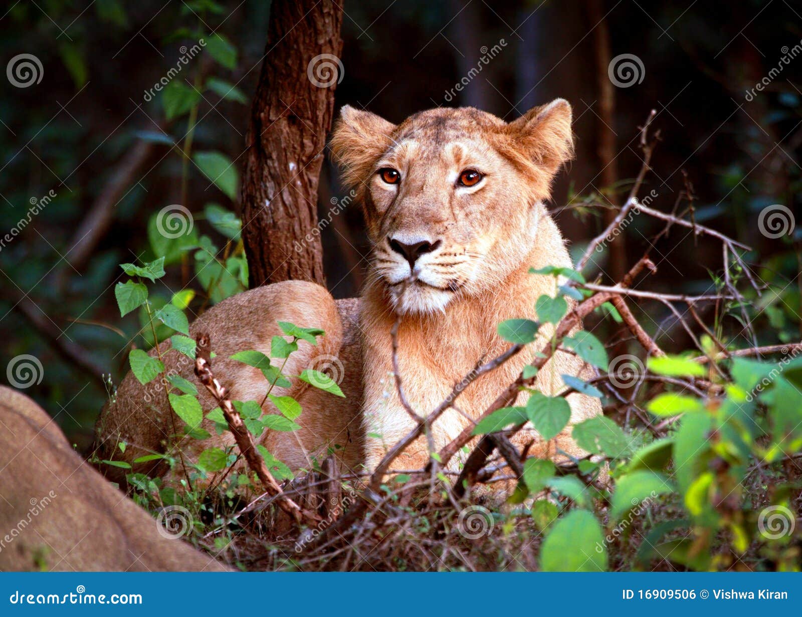 Alert Lion cub stock photo. Image of lioness, female - 16909506
