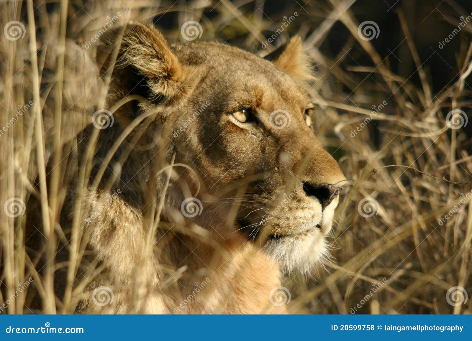 Alert Lion in Grassland stock photo. Image of animal - 20599758