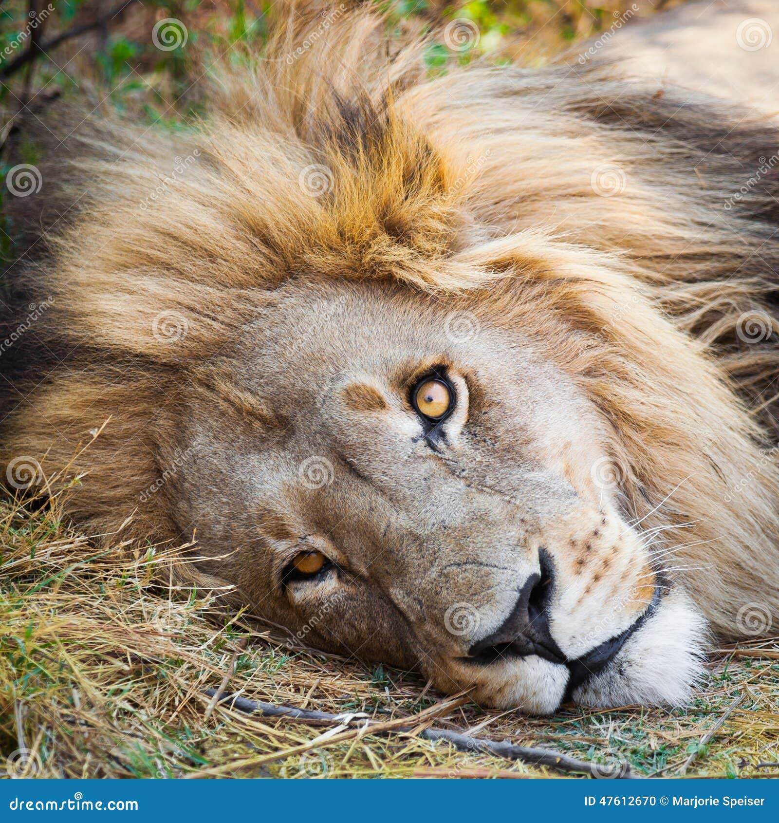 Alert lion lying down stock photo. Image of closeup, lying - 47612670