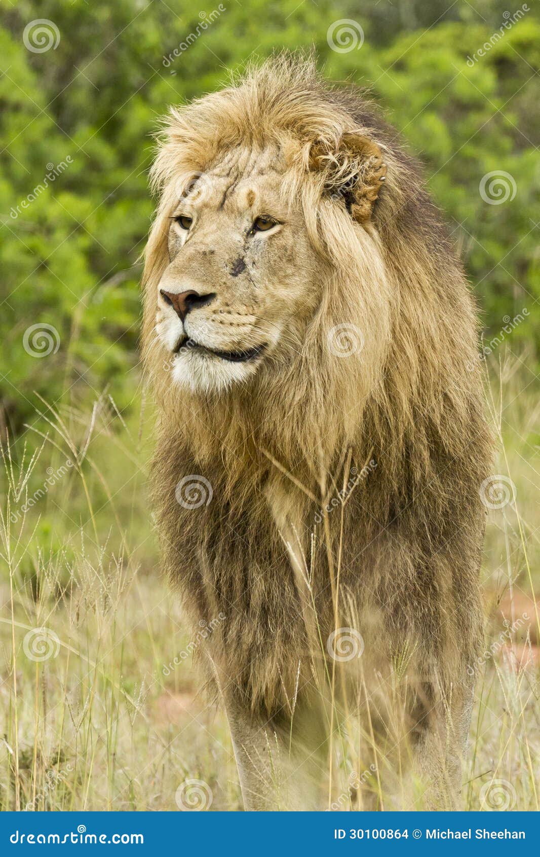 Staring lion stock photo. Image of african, africa, endangered - 30100864