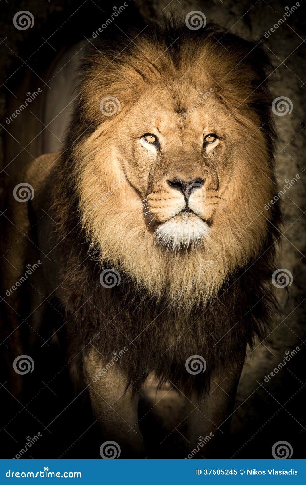 Alert Lion On The Lookout In The Savannah Of Ngroongoro Crater. Stock ...